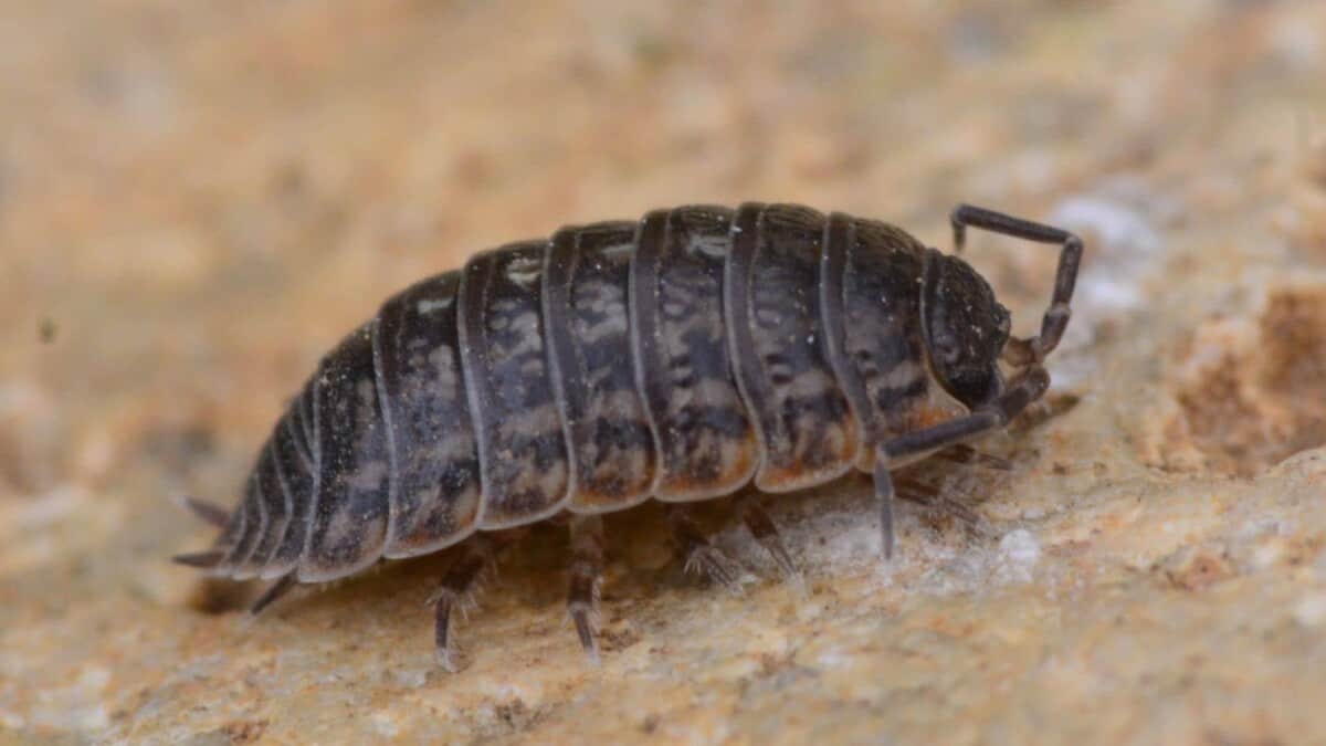 How to Get Rid of Pill Bugs in Your Bathroom – School Of Bugs