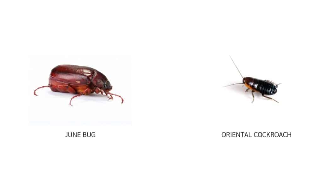 Cockroaches vs Beetles – The Ultimate Showdown – School Of Bugs