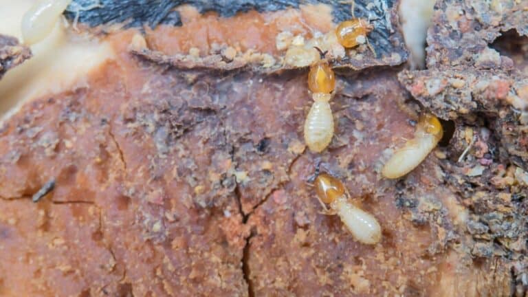 Why Do Termites Eat Wood? Facts And Figures – School Of Bugs