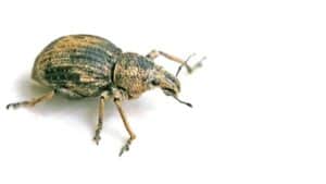 9 Most Common Kitchen Bugs Identified – School Of Bugs