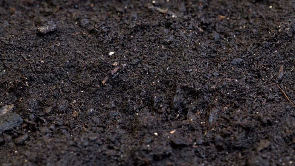 How to Get Rid of Pill Bugs in Compost – School Of Bugs