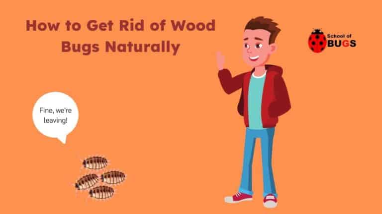 How to Get Rid of Wood Bugs Naturally – School Of Bugs