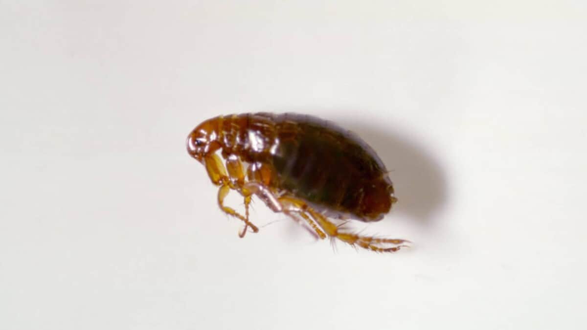 What Are the Tiny Jumping Bugs in My House? – School Of Bugs