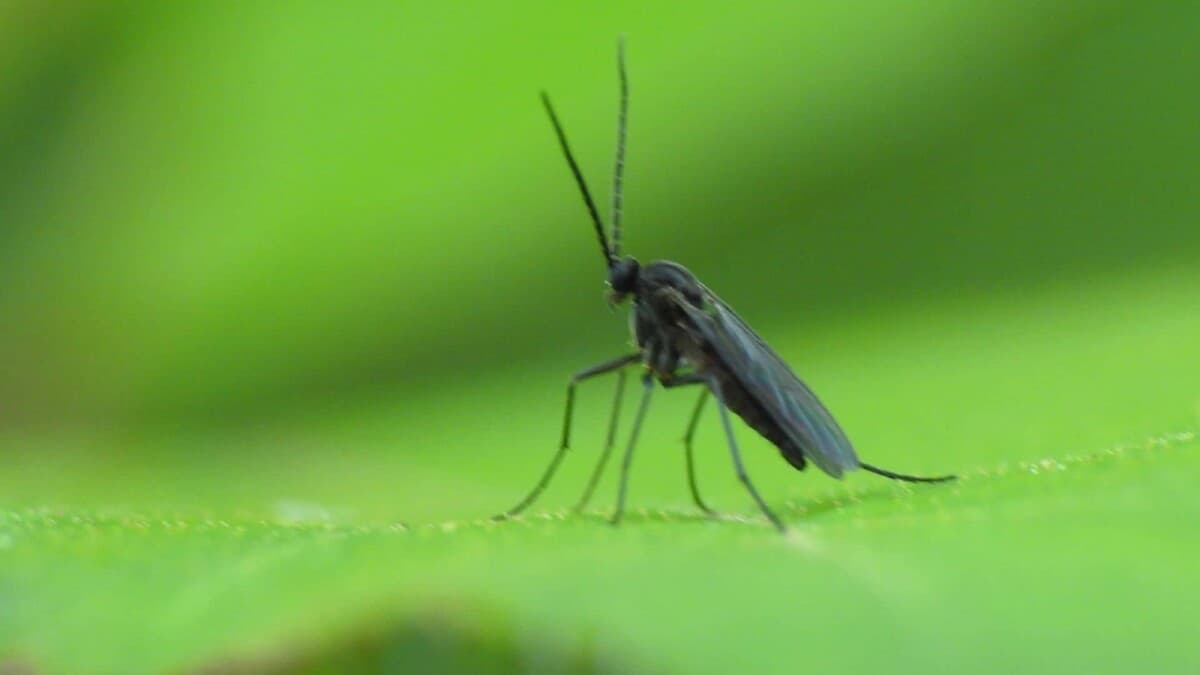 What Bug Looks Like a Black Dot? – School Of Bugs