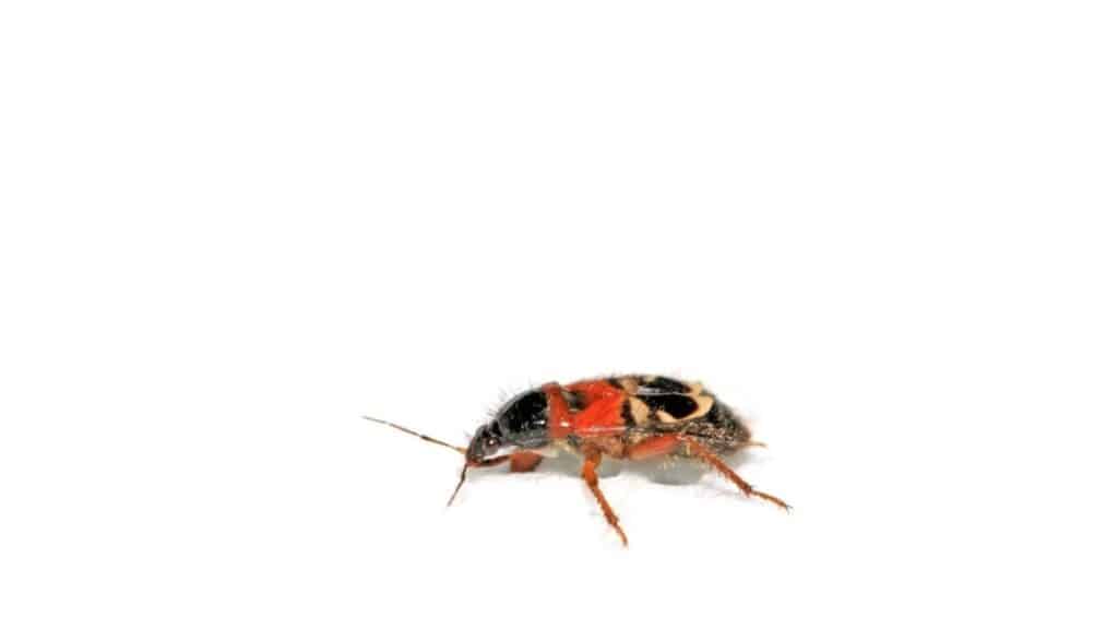 Little Flat Brown Bugs in House – What Are They? – School Of Bugs