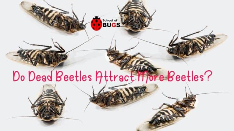 Do Dead Beetles Attract More Beetles? – School Of Bugs