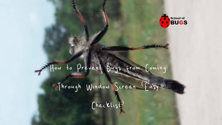 How to Prevent Bugs from Coming Through Window Screen (Easy Checklist ...