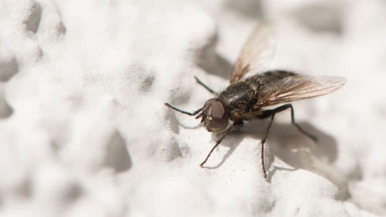 What Are These Little Flies in My House (7 Examples) – School Of Bugs