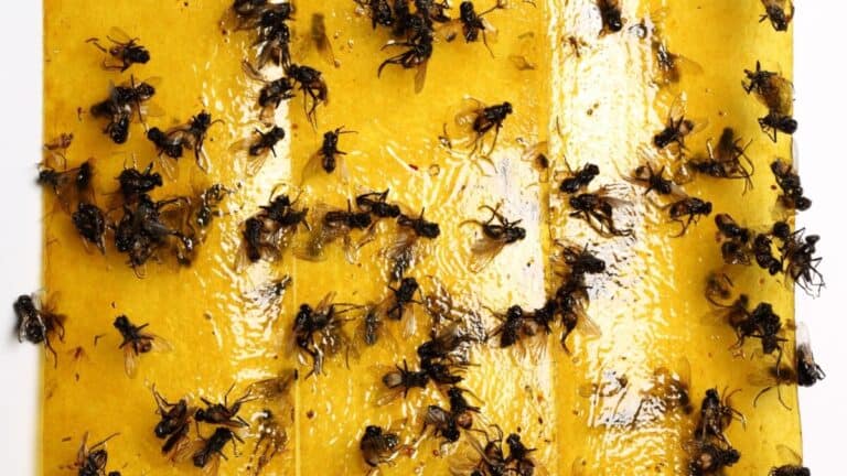 What Are These Little Flies in My House (7 Examples) – School Of Bugs