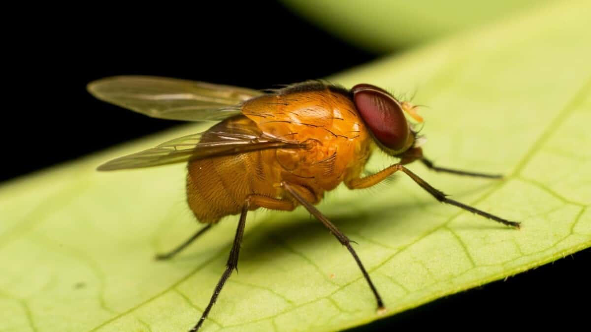 What Are These Little Flies in My House (7 Examples) – School Of Bugs