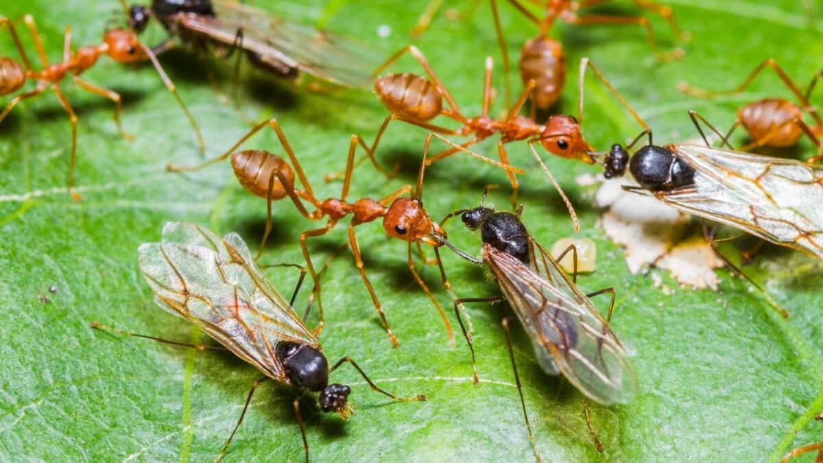 Fun Facts About Ants – School Of Bugs