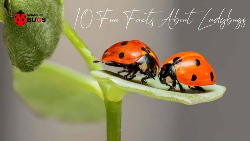 10 Fun Facts About Ladybugs – School Of Bugs