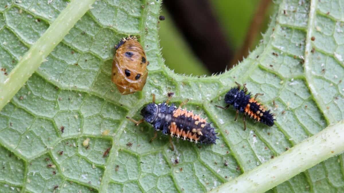 10 Fun Facts About Ladybugs – School Of Bugs