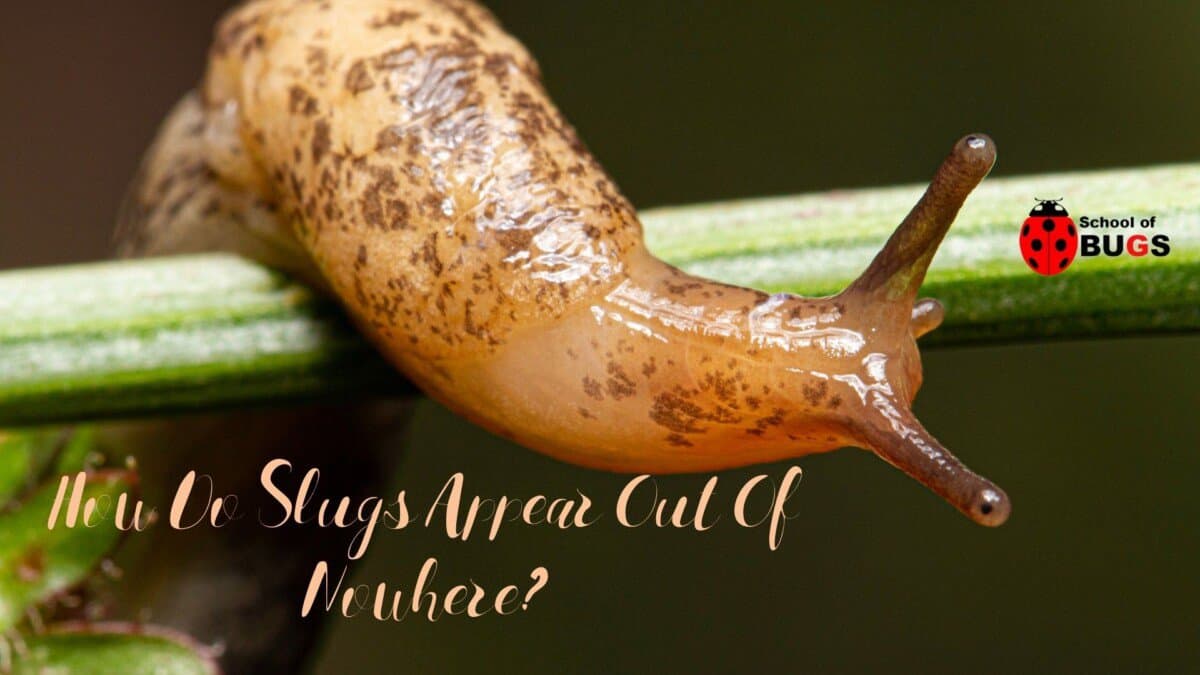 How Do Slugs Appear Out Of Nowhere? – School Of Bugs