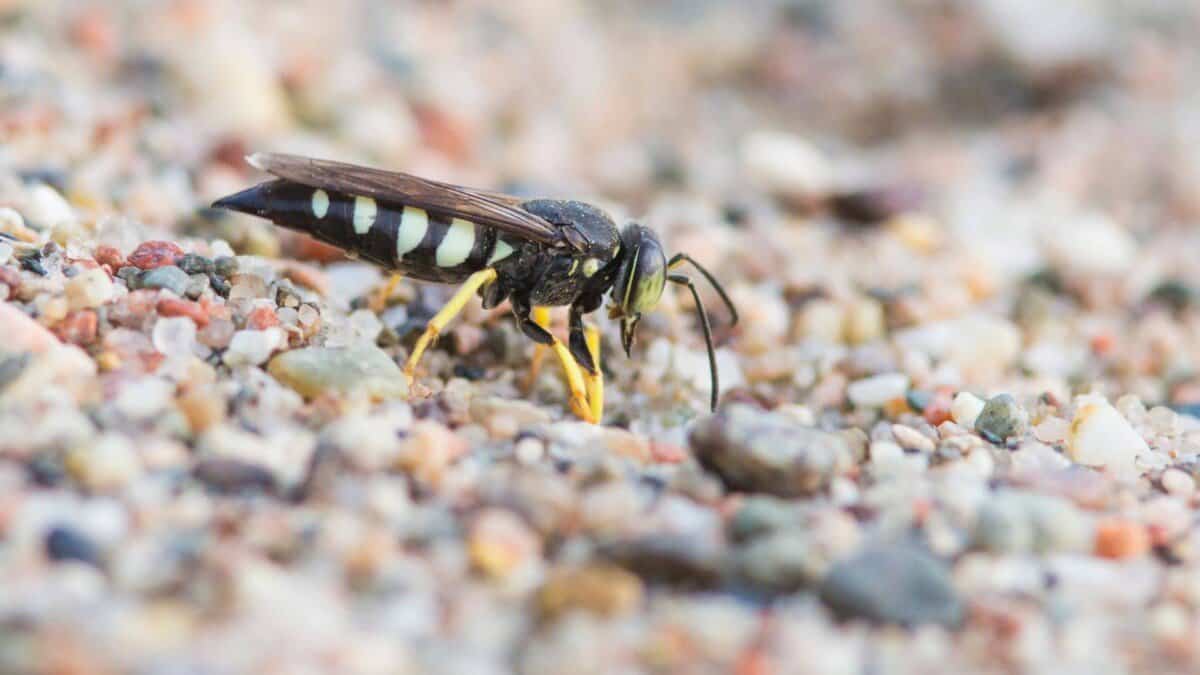 7 Bugs That Can Survive Extreme Heat – School Of Bugs