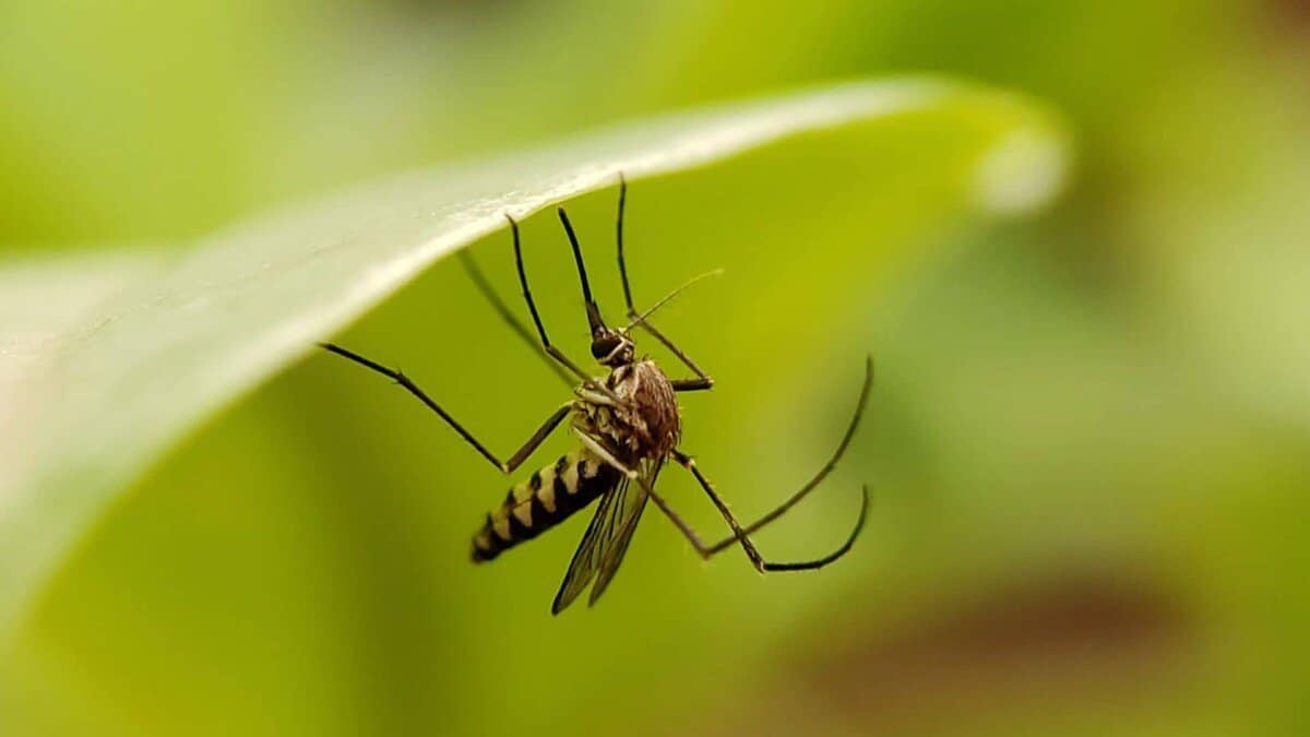Is It Safe To Eat Food After Mosquitoes Have Gotten To It? – School Of Bugs