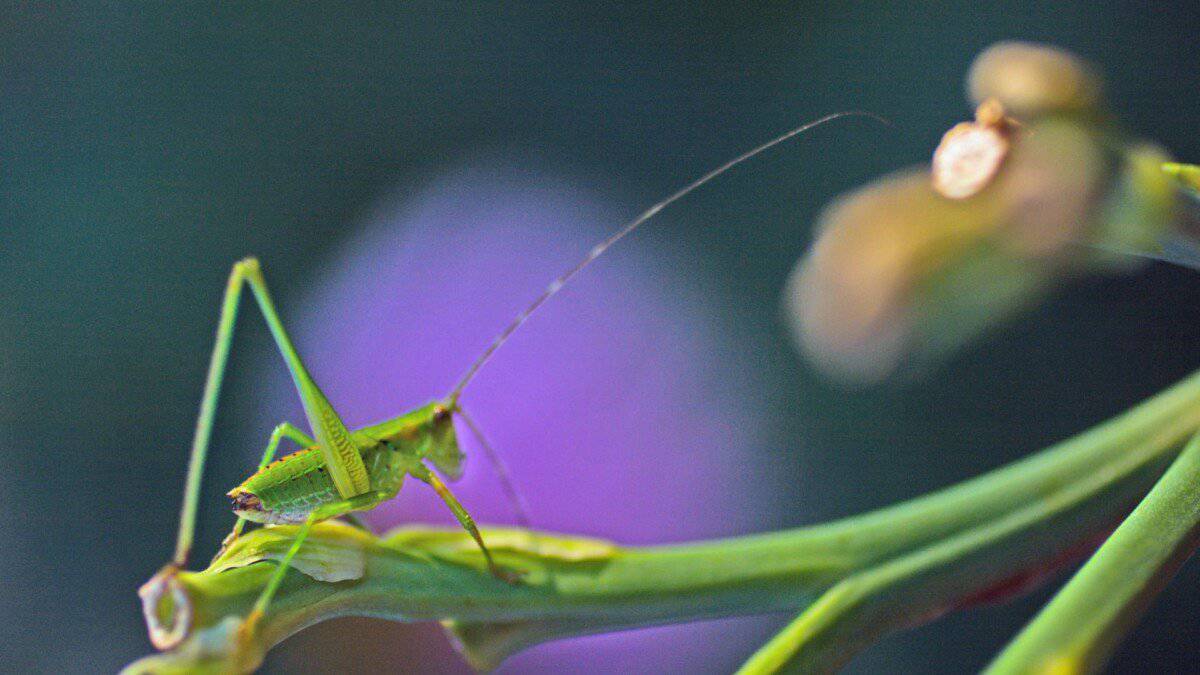 Are Crickets Attracted To Light? The Curious Answer. – School Of Bugs