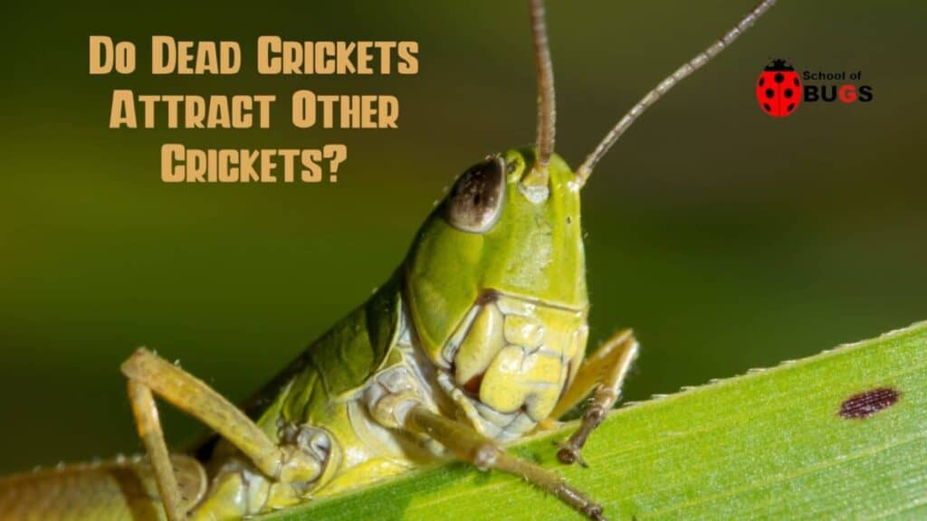 Do Dead Crickets Attract Other Crickets? – School Of Bugs