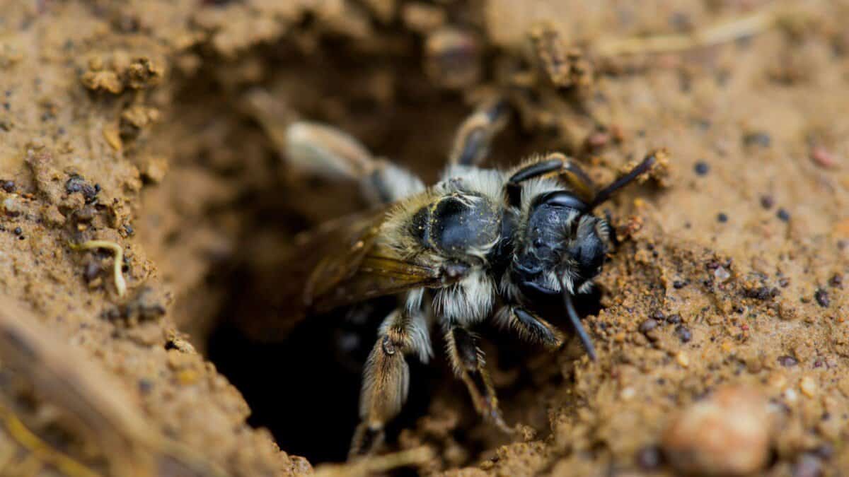 10 Common and Uncommon Myths About Bees – School Of Bugs