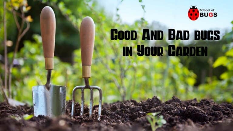 Good And Bad bugs in Your Garden – School Of Bugs
