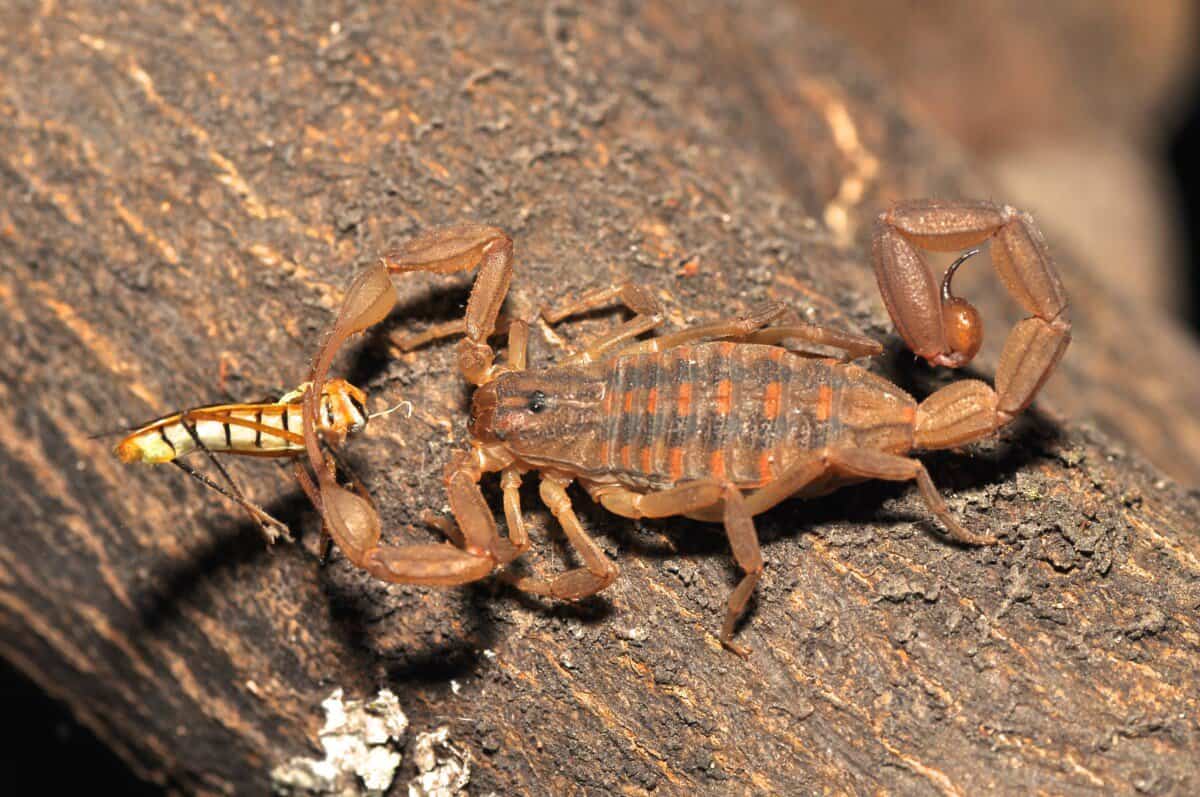 Ten Things You Should Know About Scorpions – School Of Bugs