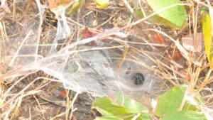Ten Things You Should Know About Spiders – School Of Bugs
