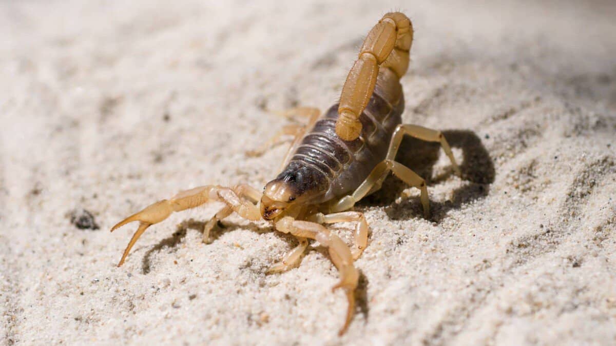 Ten Things You Should Know About Scorpions – School Of Bugs