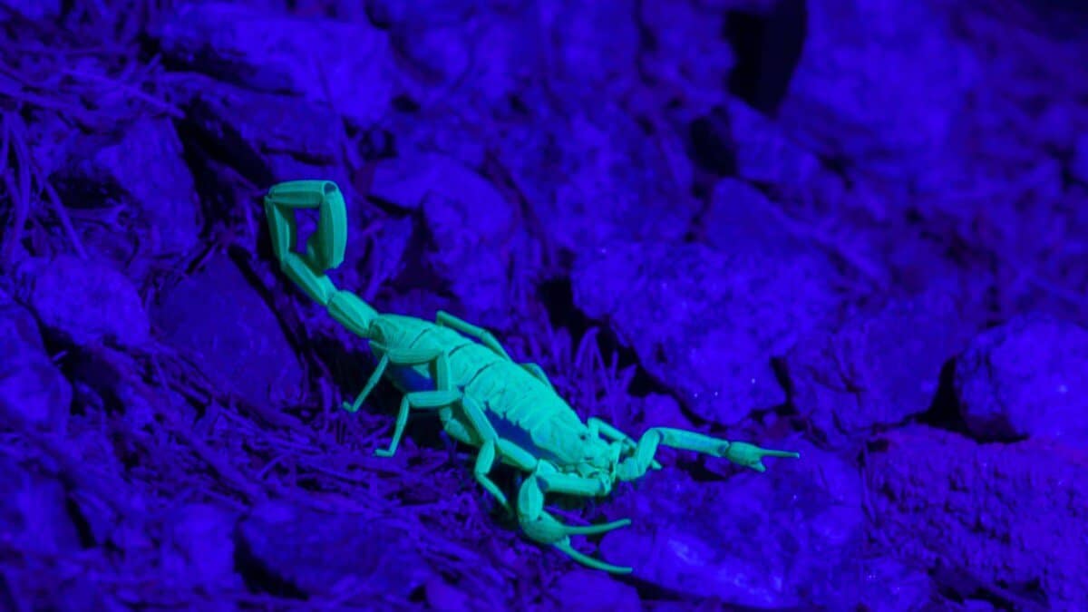 Ten Things You Should Know About Scorpions – School Of Bugs