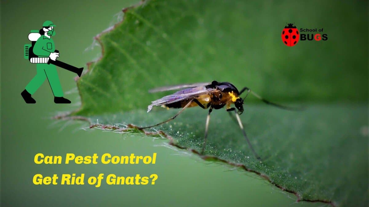 Can Pest Control Get Rid of Gnats? – School Of Bugs