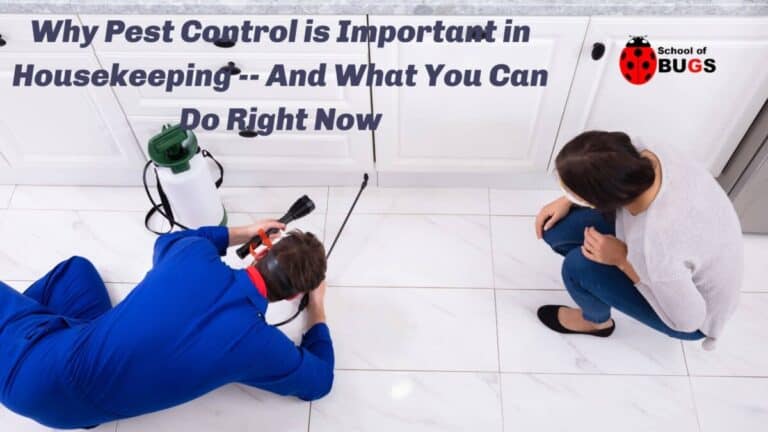 Why Pest Control is Important in Housekeeping — And What You Can Do ...