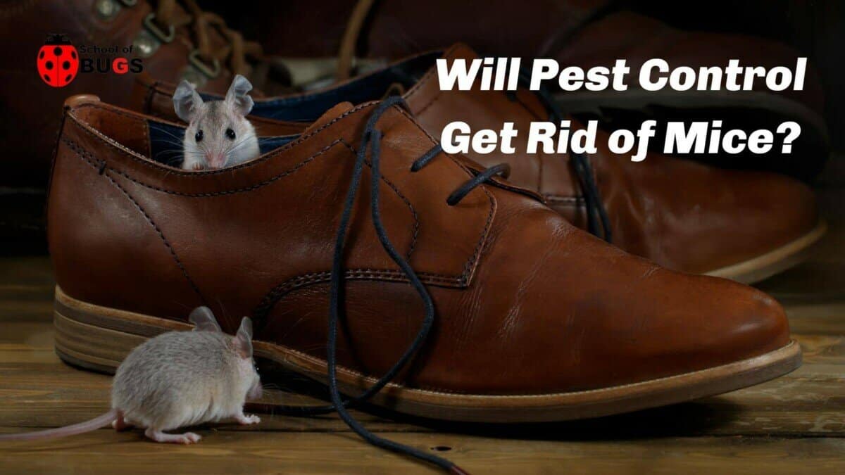Will Pest Control Get Rid of Mice? – School Of Bugs
