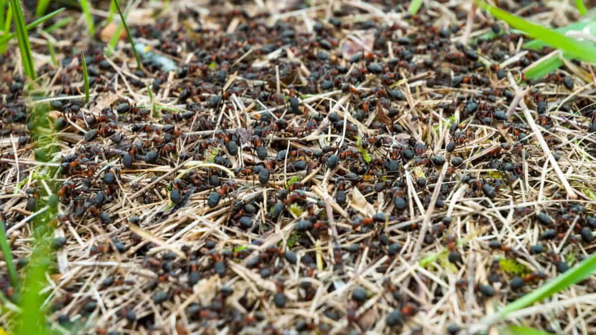Which Pest Control is Best for Ants – School Of Bugs