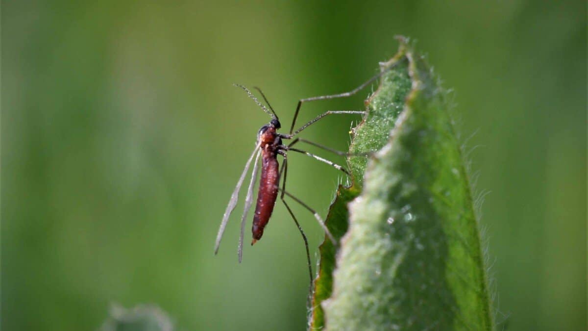 Can Pest Control Get Rid of Gnats? – School Of Bugs