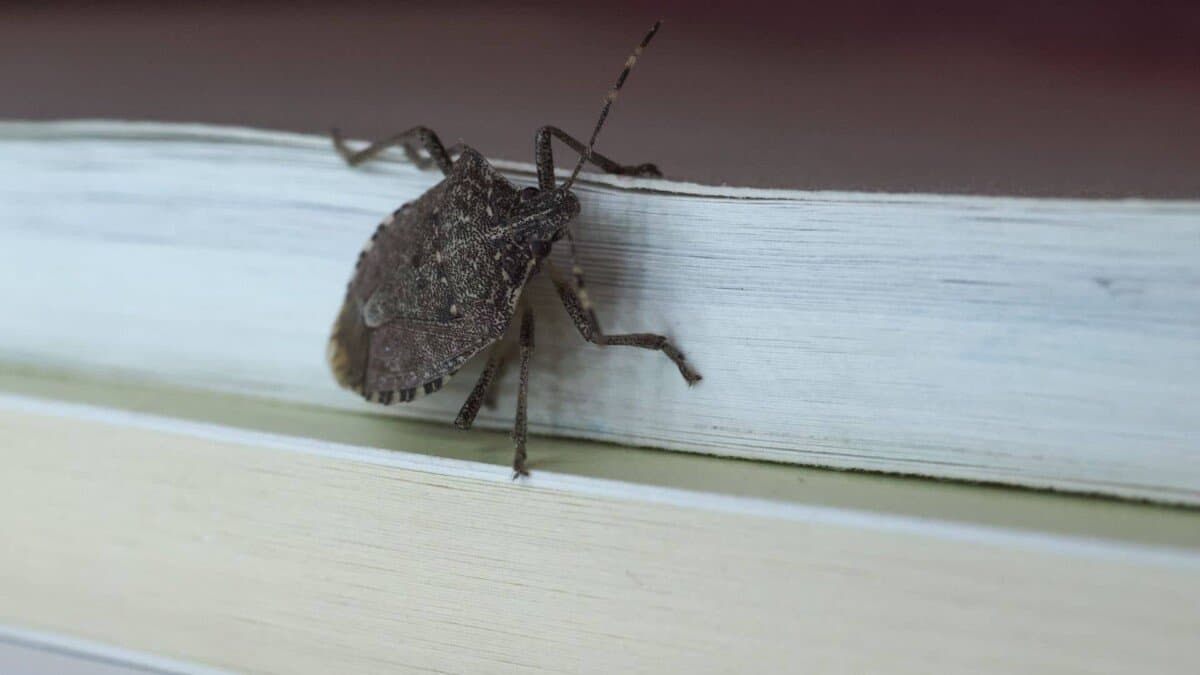 Can Pest Control Get Rid of Stink Bugs? – School Of Bugs